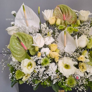 باکس گل رایان